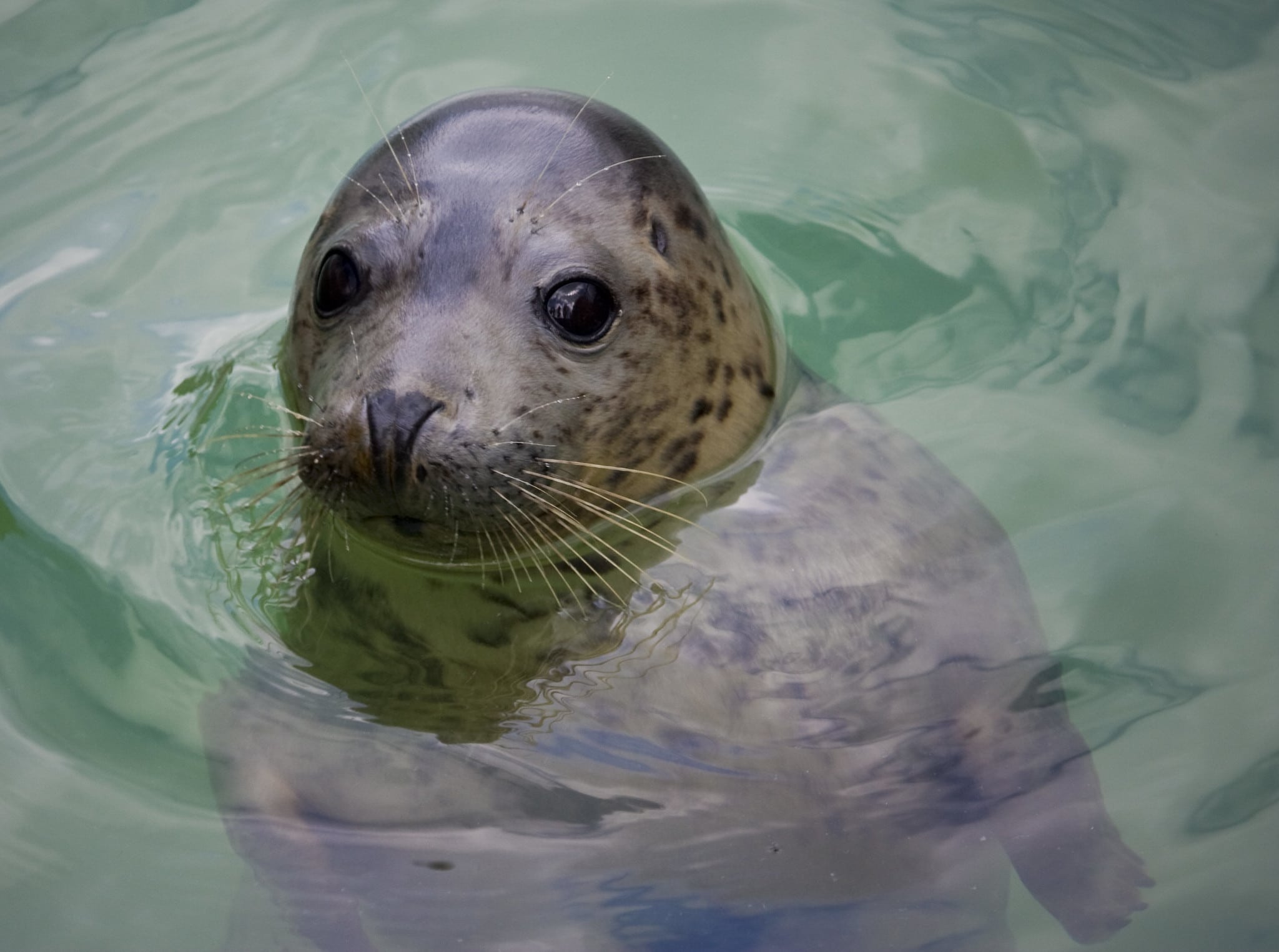 The Cornish Seal Sanctuary: A REVIEW - Kids to Cornwall